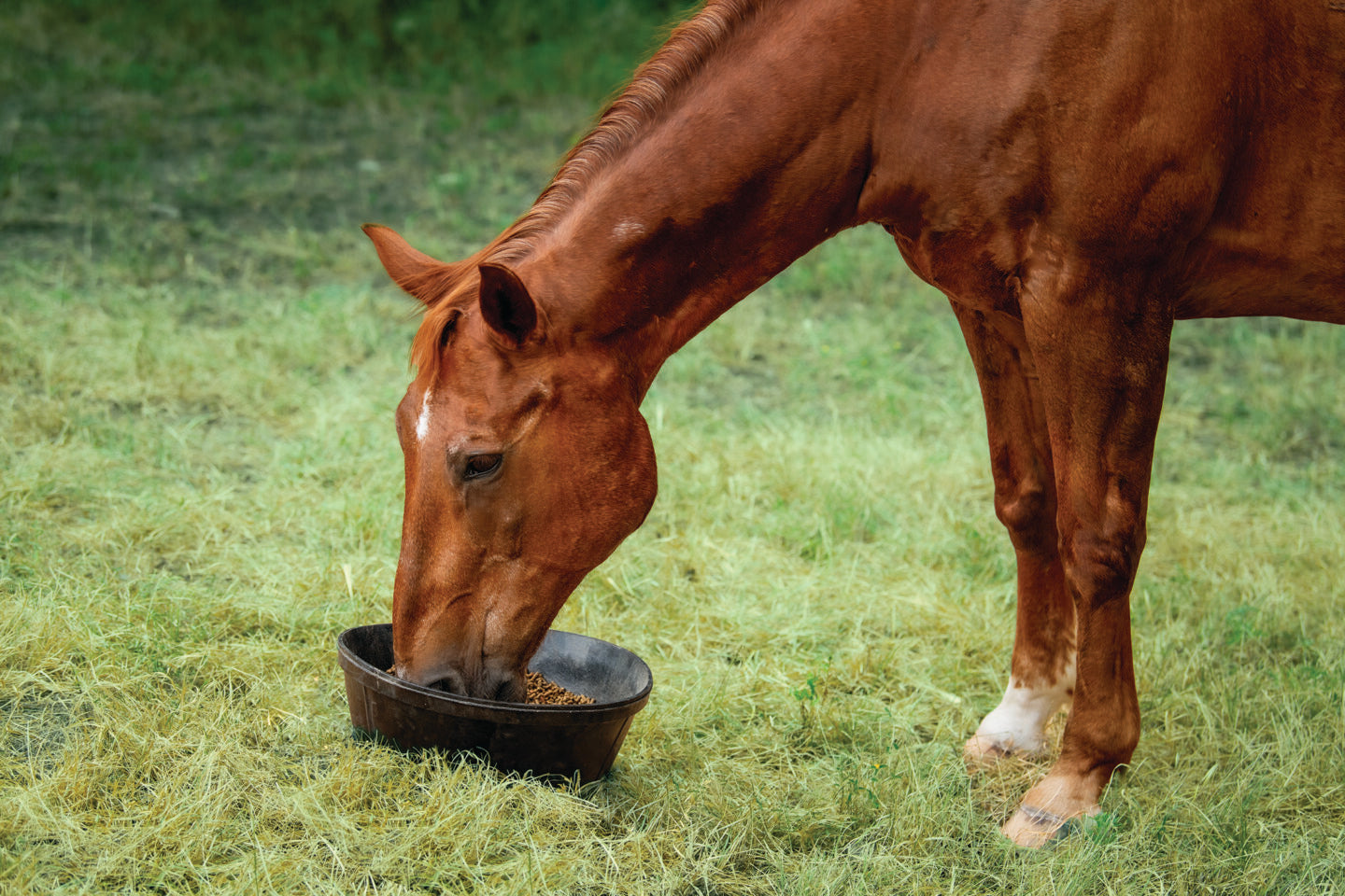 Find the Best Horse Feed Store Near You for Top Nutrition – Cook Feed ...