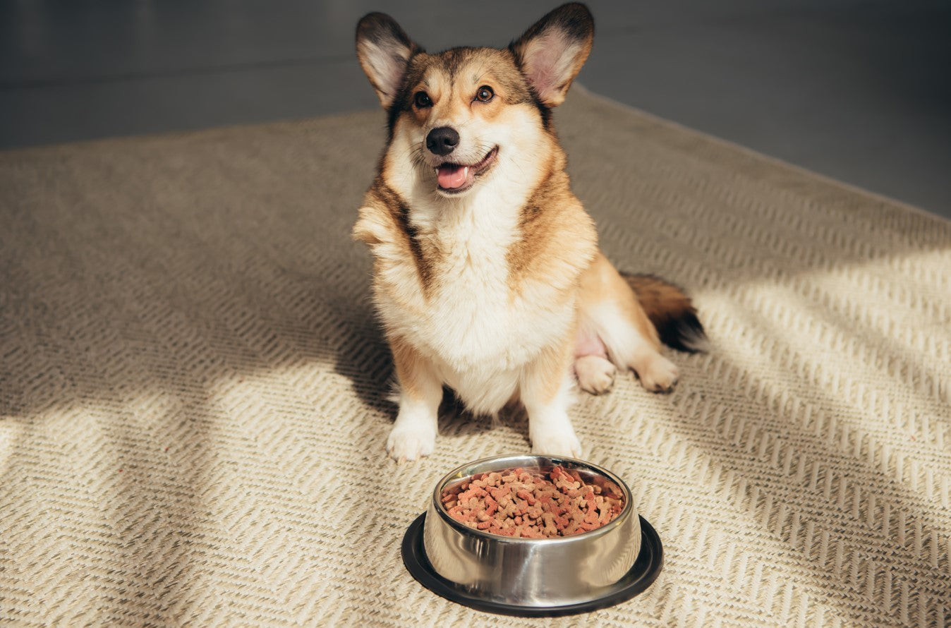 Victor Dog Food: Is It the Best Choice for Your Dog? – Cook Feed & Outdoor