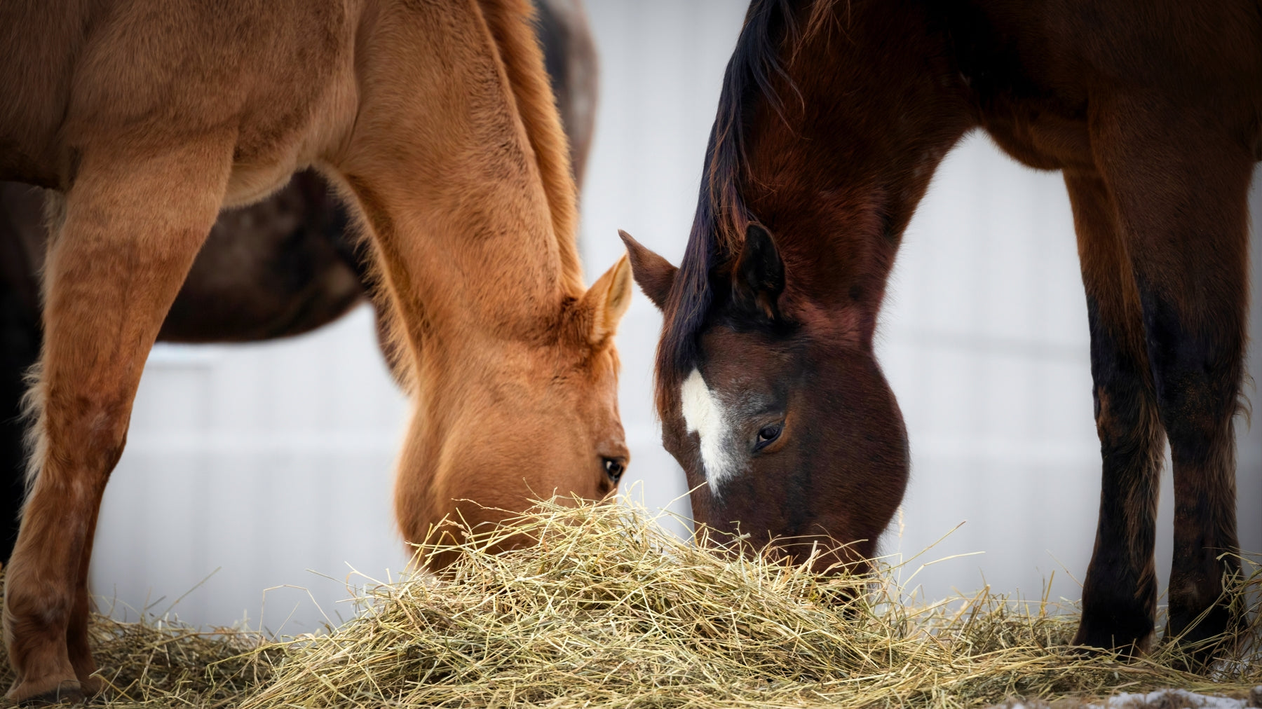 Essential Buys from a Feed Store For Horses | Contact Us Today – Cook ...
