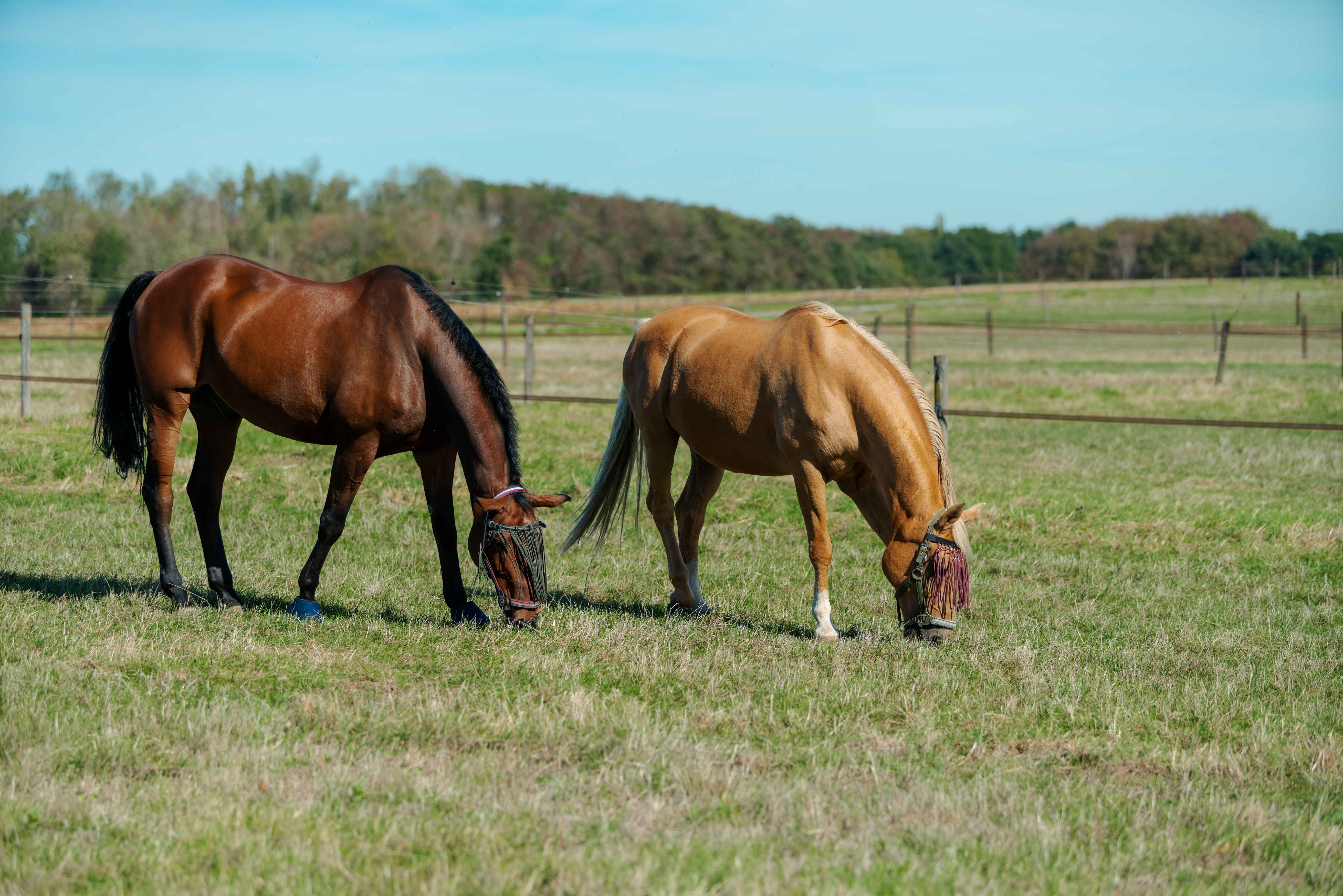 Find Purina Horse Feed Retailers Nearby in Oklahoma – Cook Feed & Outdoor