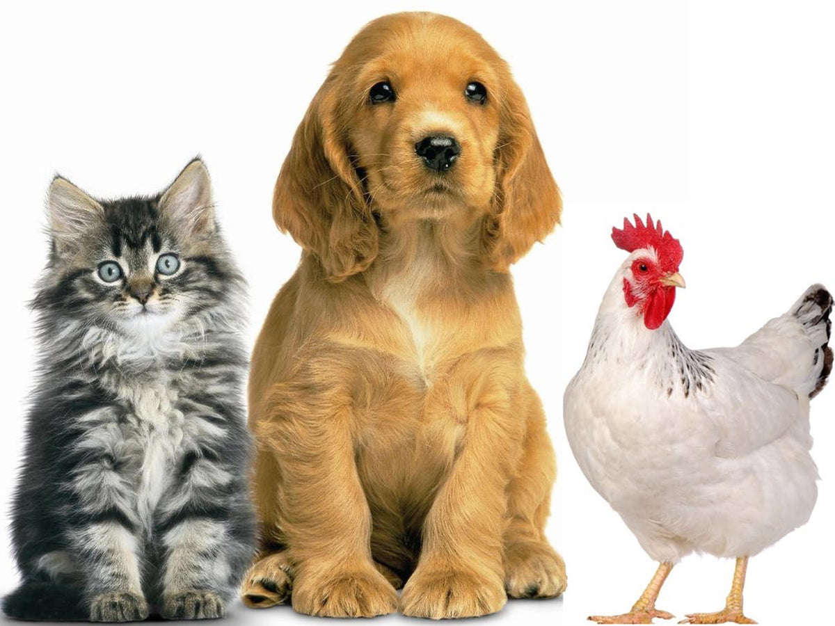 ANIMAL PRODUCTS – Cook Feed & Outdoor