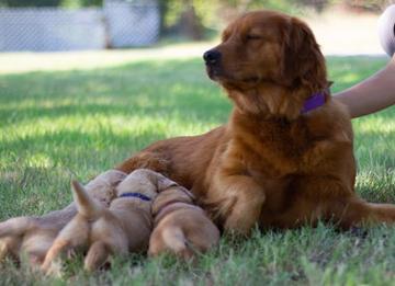 Collections – Cook Feed & Outdoor