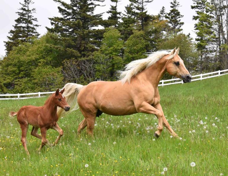 Collections – Cook Feed & Outdoor