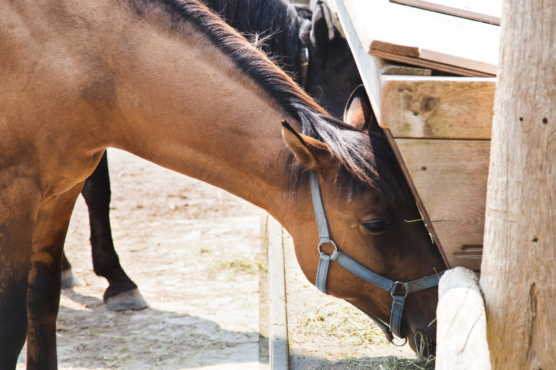 Feed Store Near Me | Horse Feed Stores Near Me | Feed Store For Horses ...