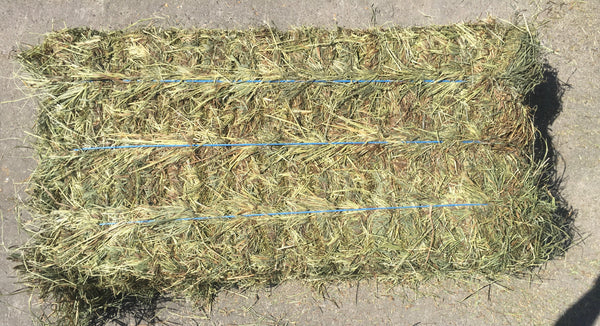 Brome Grass Hay | Brome Hay for Horses | Brome Grass Hay for Horses ...