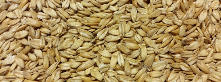 Steamed Rolled Oats For Horses | 50 Lb Rolled Oats Free Shipping – Cook ...